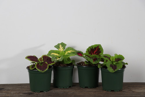 4" Coleus-Mini Kong | Burnaby Lake