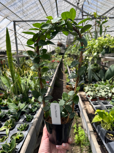 Hoya mathilde splash on trellis | The Rooted Beauty