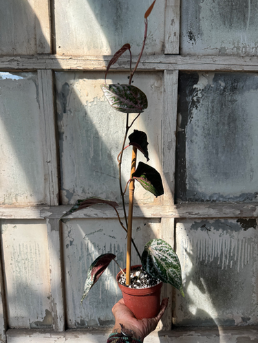 4” Piper Ornatum | The Rooted Beauty