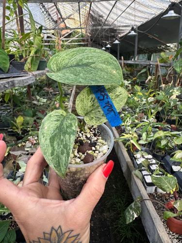 Scindapsus Jade Satin marble | The Rooted Beauty