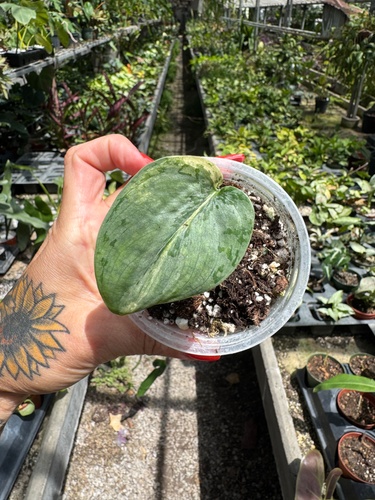 Scindapsus Salamount-exact plant | The Rooted Beauty