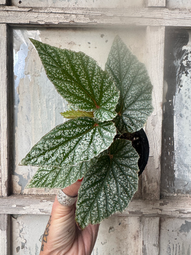 4” Begonia ‘Snow Capped’ | The Rooted Beauty