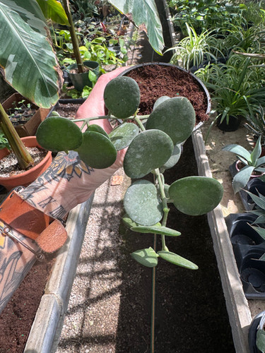 ‘Silver dollar vine’ Xerosicyos danguyi | The Rooted Beauty