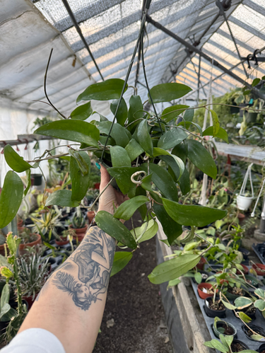 6” Hoya rigida | The Rooted Beauty