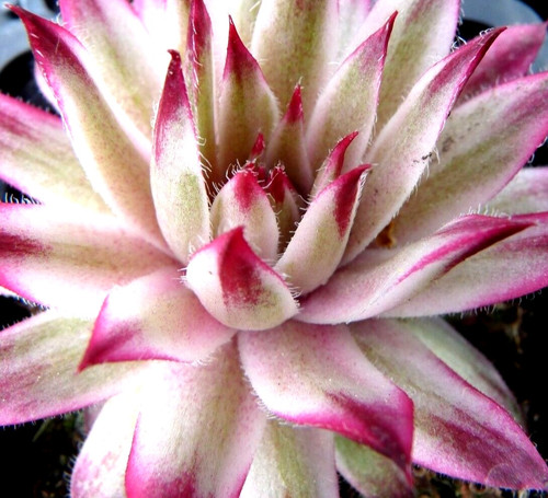 Sempervivum Tectorum Variegata 'Saxon' | Sempervivum