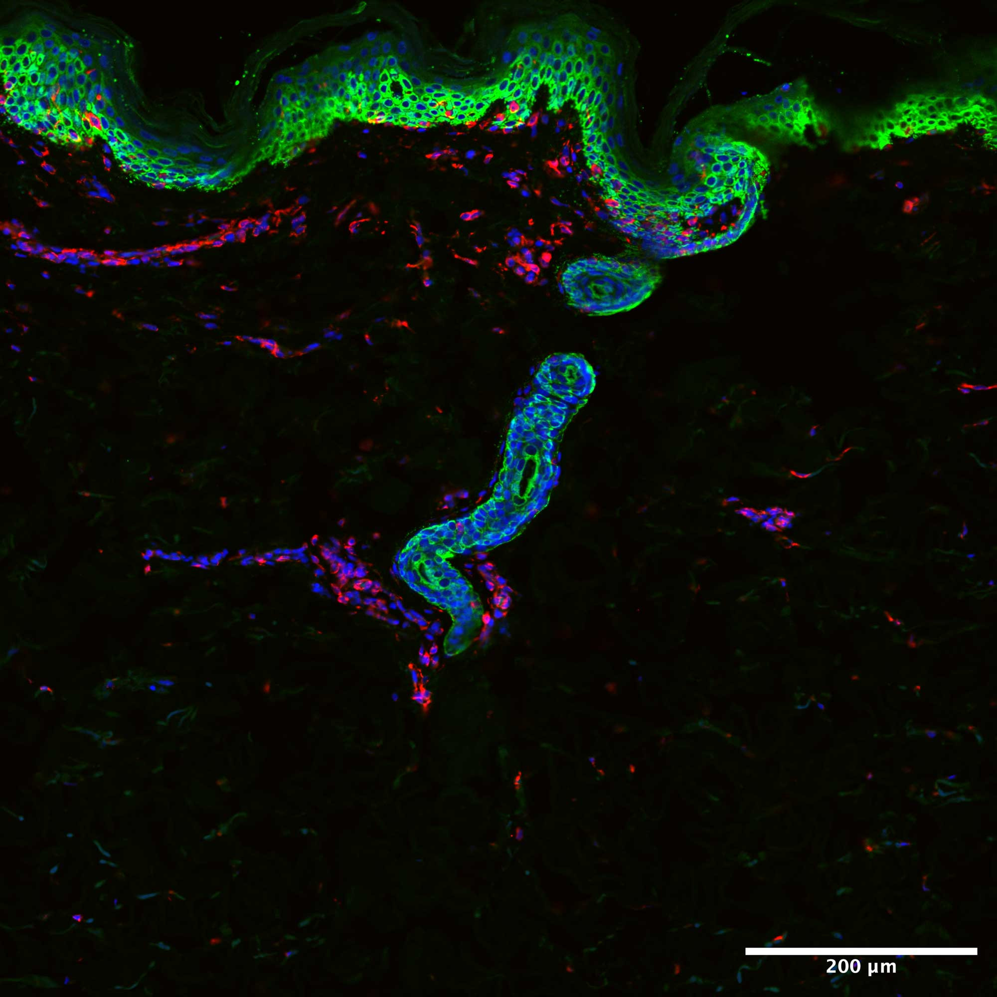 Watt Lab | Research Image | Hair follicle