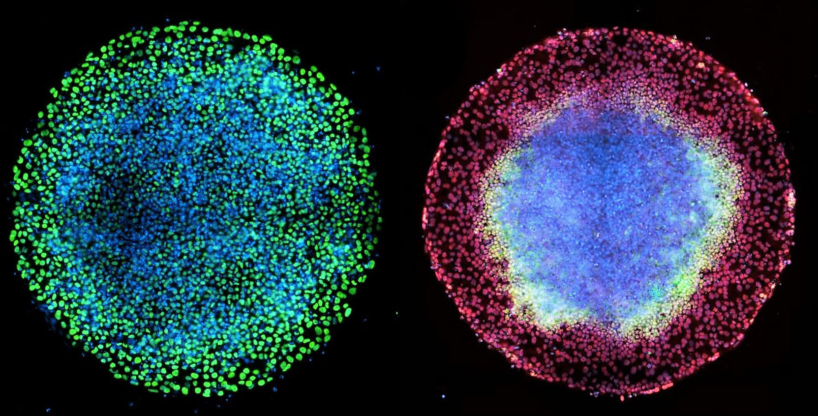 Watt Lab | Research Image | Recapitulating embryonic development