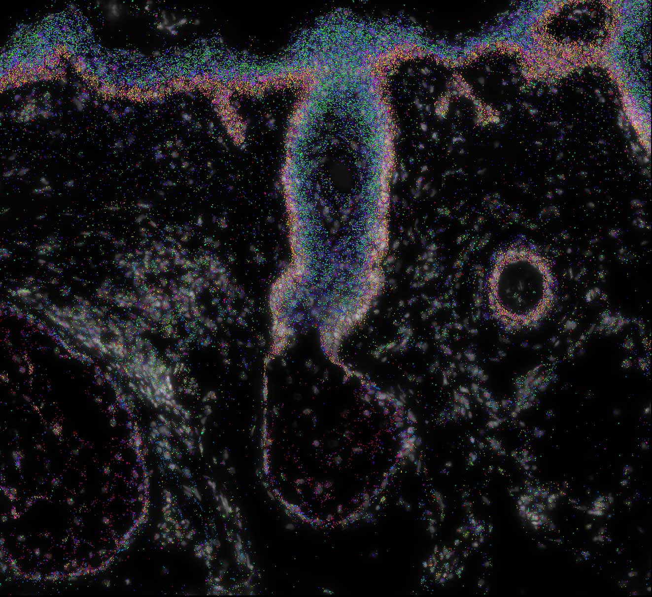 Watt Lab | Research Image | Genes in a hair follicle