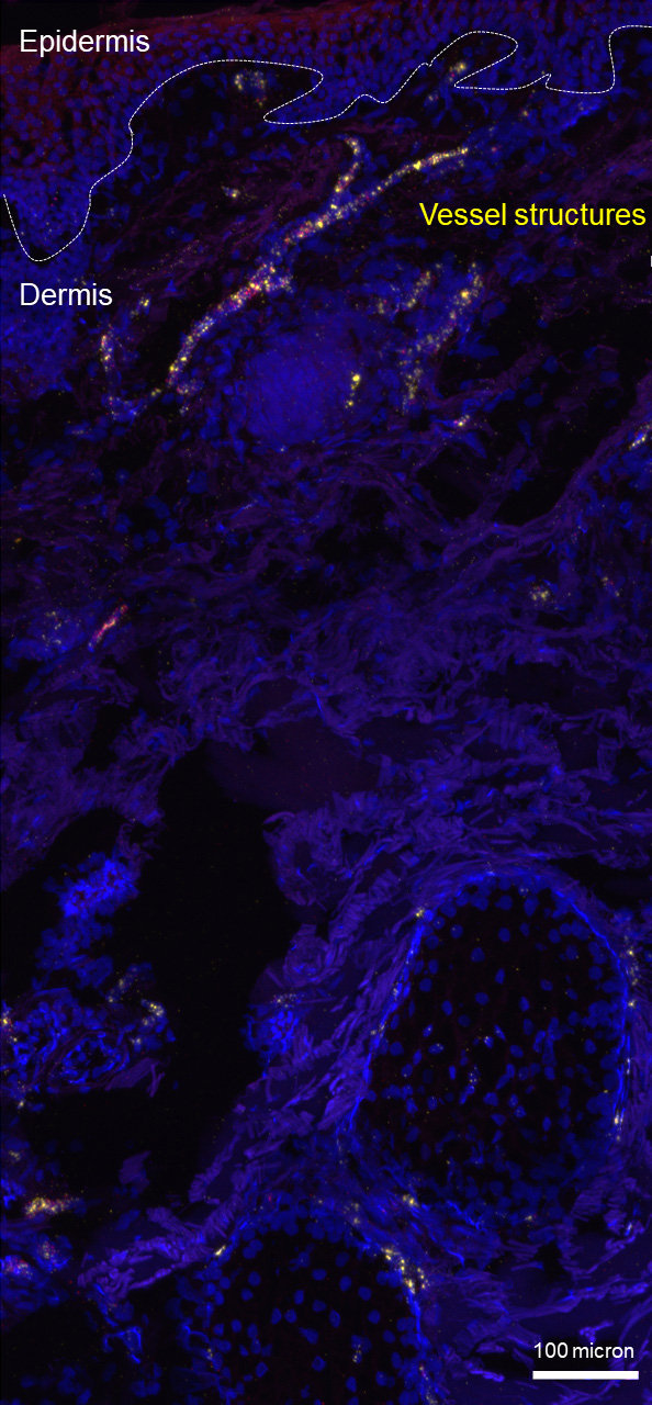 Watt Lab | Research Image | Vessel structures