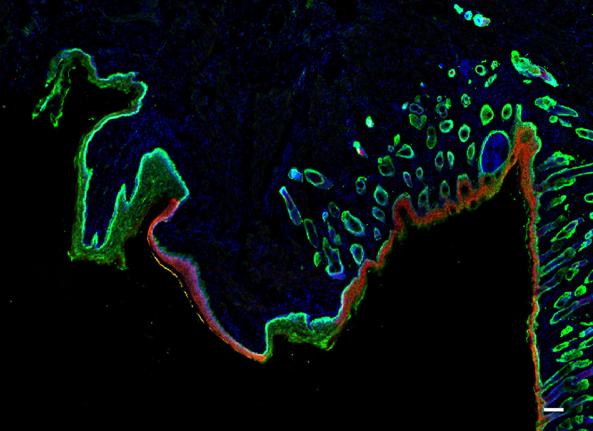 Watt Lab | Research Image | Mouse Vermillion
