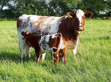 Longfield Beef Shorthorns | Beef Shorthorn cattle