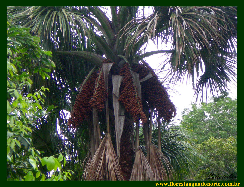 MIRITI: palmeira que faz a gente brincar!