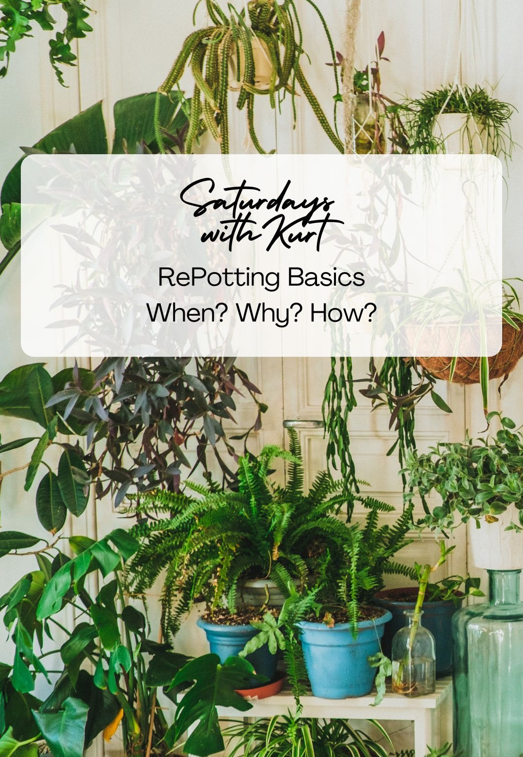 Repotting Basics: When? Why? How? | StudioFlora