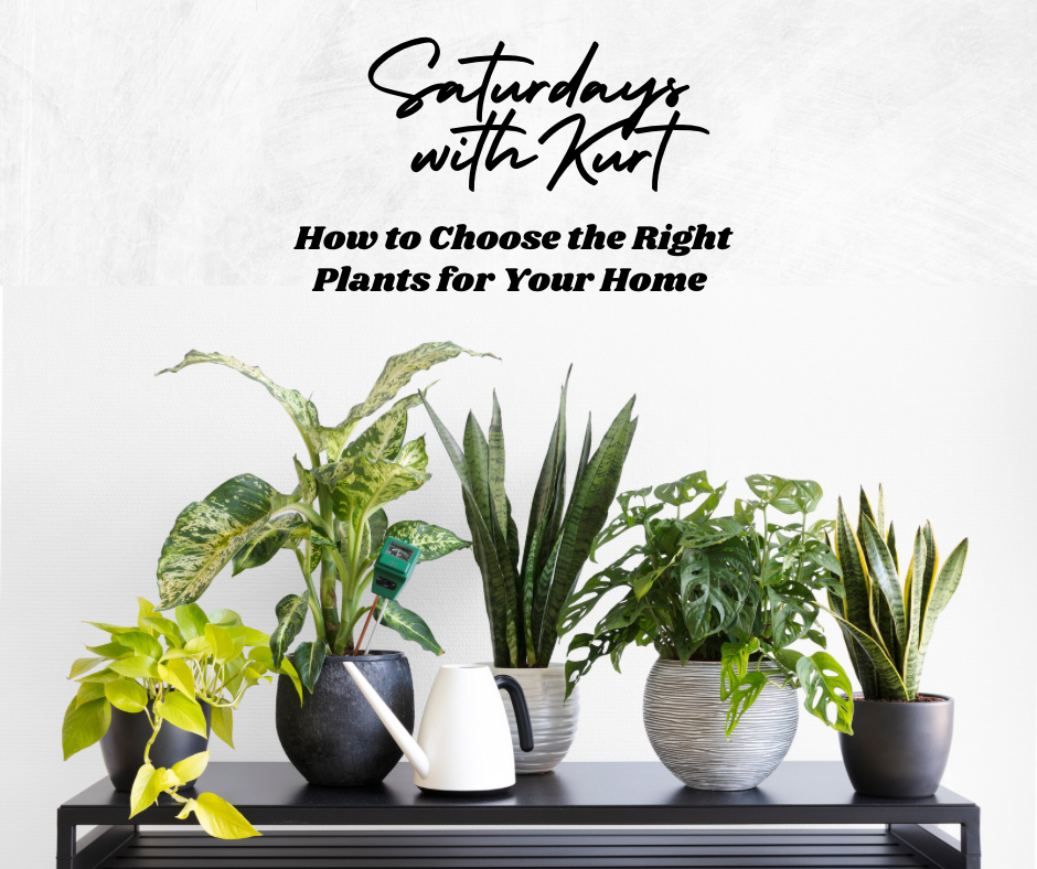 How to Choose the Right Plants for Your Home | StudioFlora (Active)