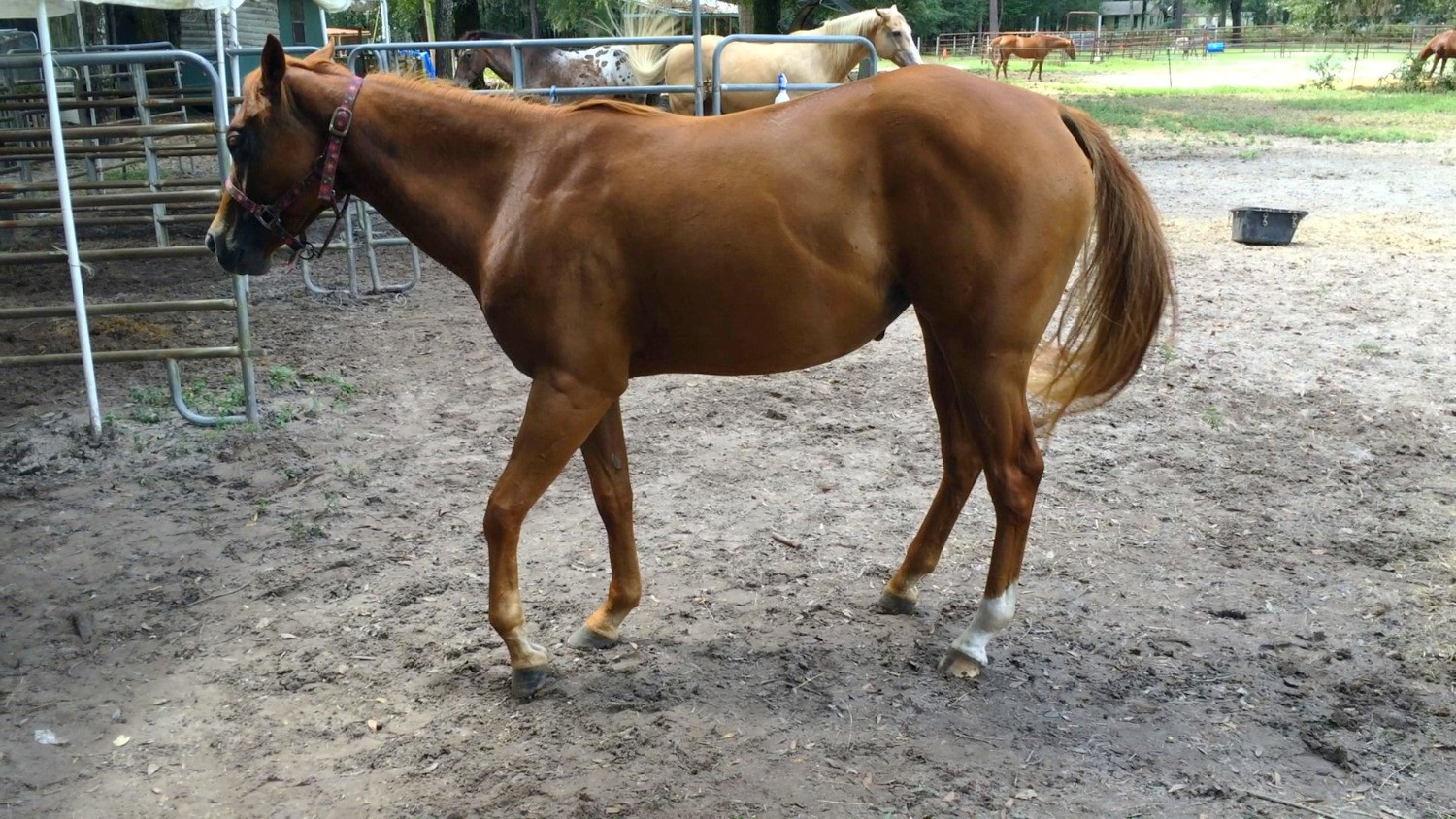 Broke Leg Lameness...but is it broke?