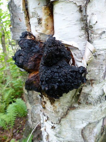 CHAGA EN POUDRE ''saveur nouveau monde'' | SemencesNouveauMonde
