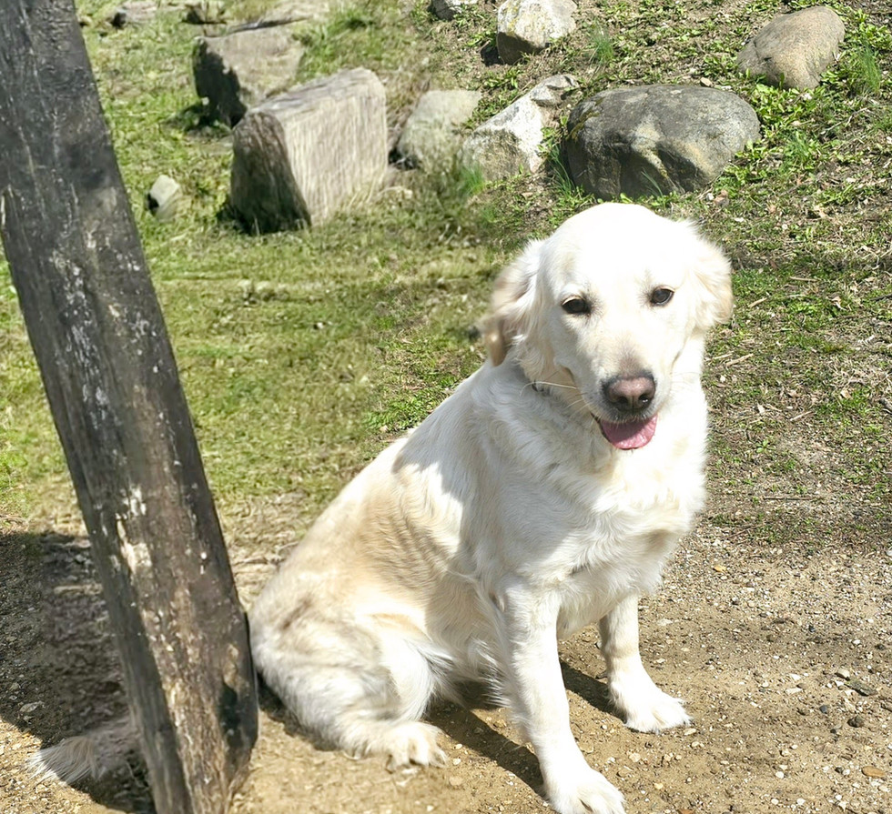 Current Litters | Heartlands English Cream Golden Retrievers
