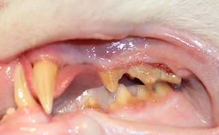 tooth extrusion cat