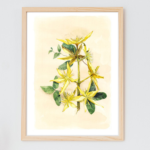 Pōhue - Clematis Foetida | Jennifer Braithwaite