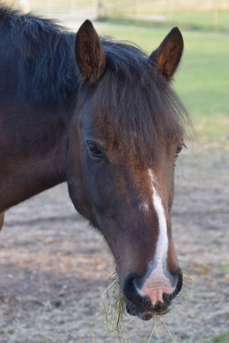 William | Fortune College