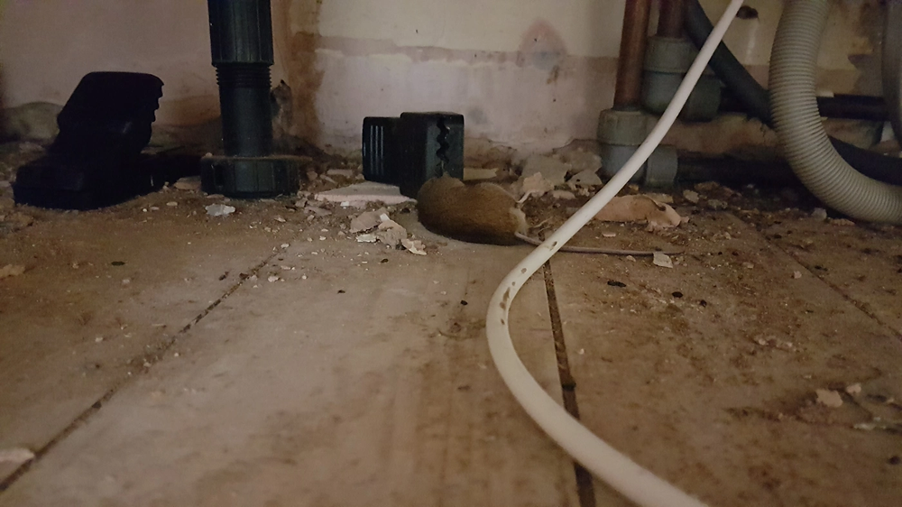 How to get rid of Mice in a Kitchen? - DKG Pest Control LTD