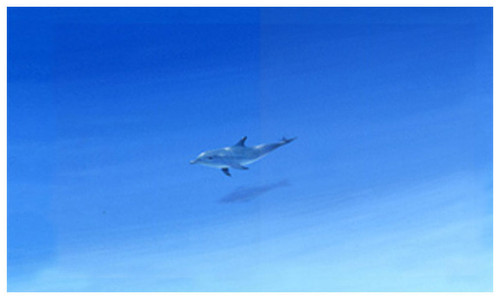 Planet of Dolphin | The Posters