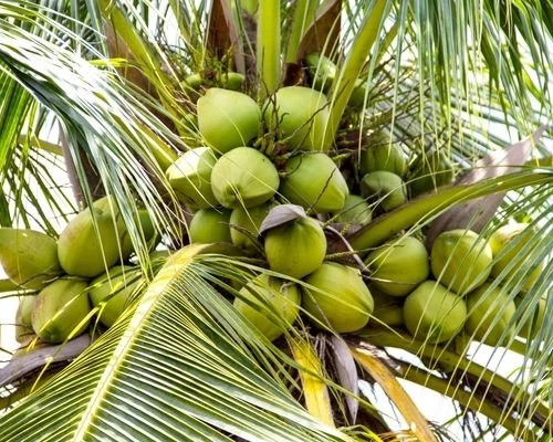 🌴Coconut : Nature’s Generous Gift Nourishing Body, Spirit, and Culture