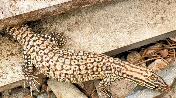 Varanus acanthurus | Monsoon Monitors