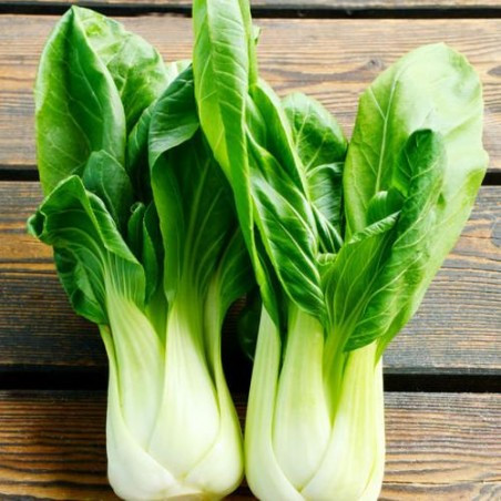Seeds Organic Pak choi بذور باك تشوي العضوية | Myfarmdubai