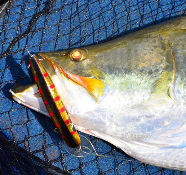 PA: Favourite Barra Lures – 6 Anglers Reveal