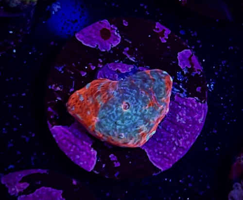 Red chalice | Ocean View Aquariums