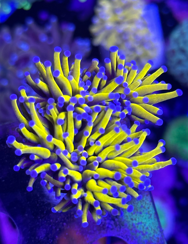 24K Gold Torch | Ocean View Aquariums