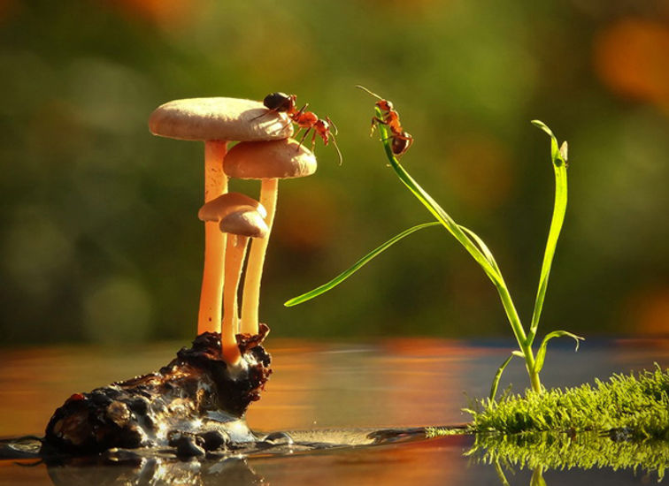 Accueil | reiki-gaia