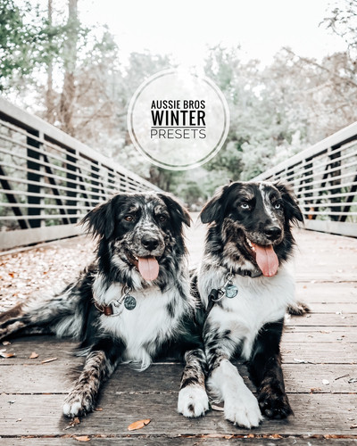 Aussie Bros LR Mobile Winter Presets | The Aussie Bros Co