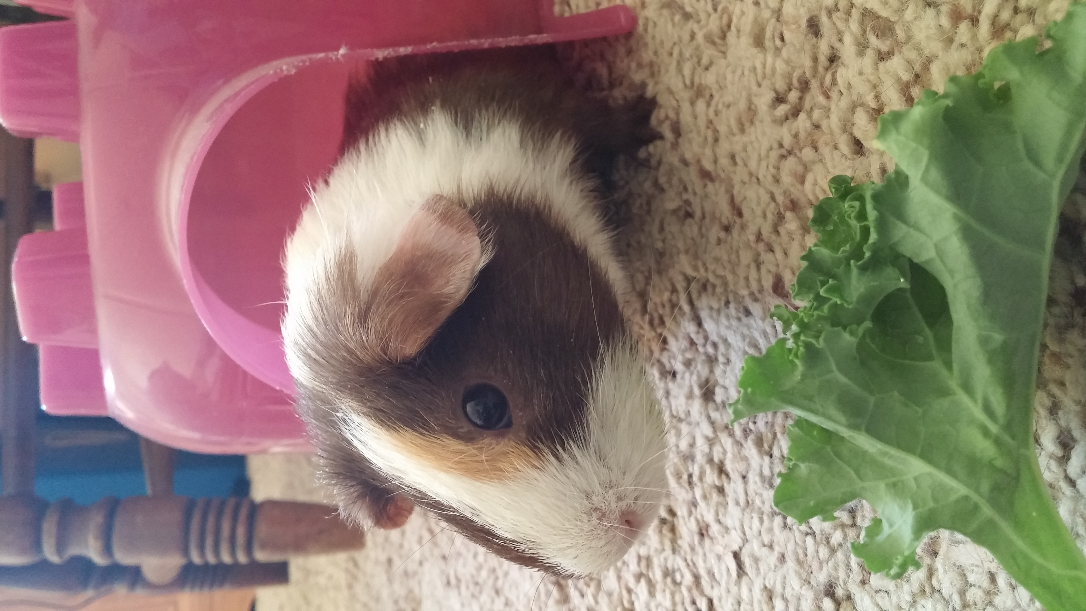 Humane Education | EPIC Outreach