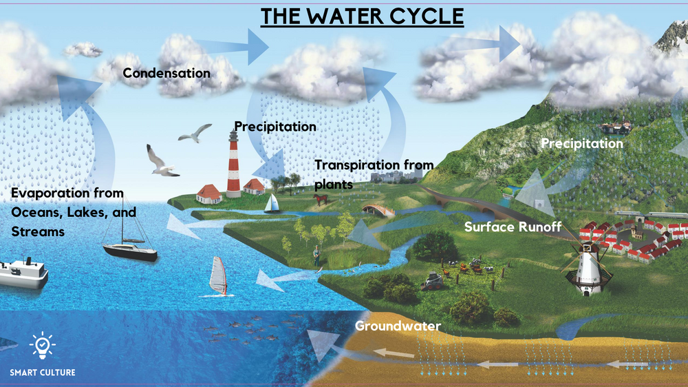 Respiration Water Cycle