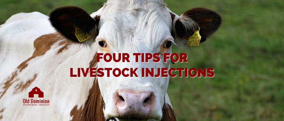 Four Tips for Livestock Injections