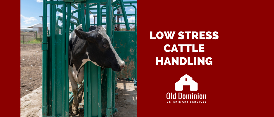 Low Stress Cattle Handling