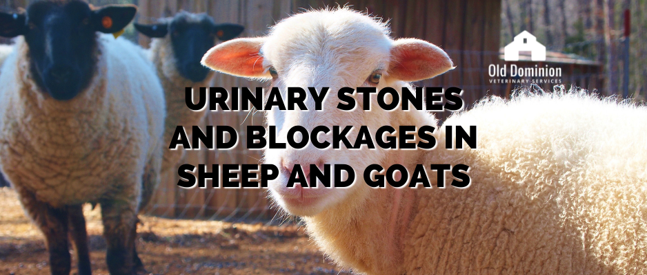 Sheep and Goats: Treating Urinary Blockages