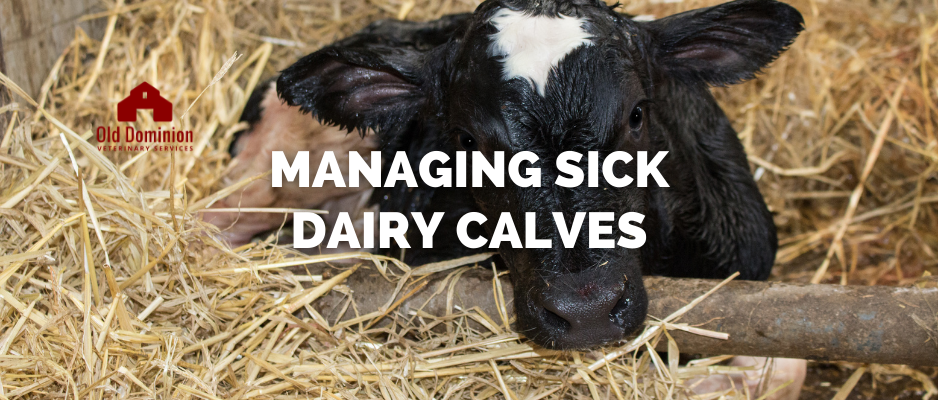 Managing Sick Dairy Calves