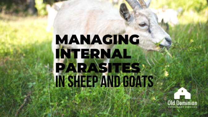 Managing Internal Parasites in Sheep and Goats