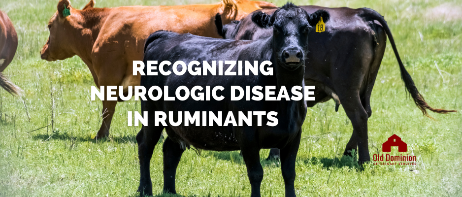 Recognizing Neurologic Disease in Ruminants