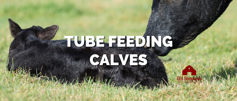 Tube Feeding Calves