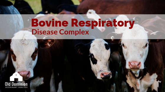 Bovine Respiratory Disease Complex