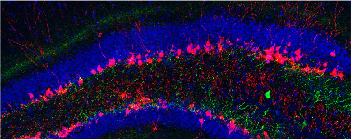 people | Rene Hen Lab