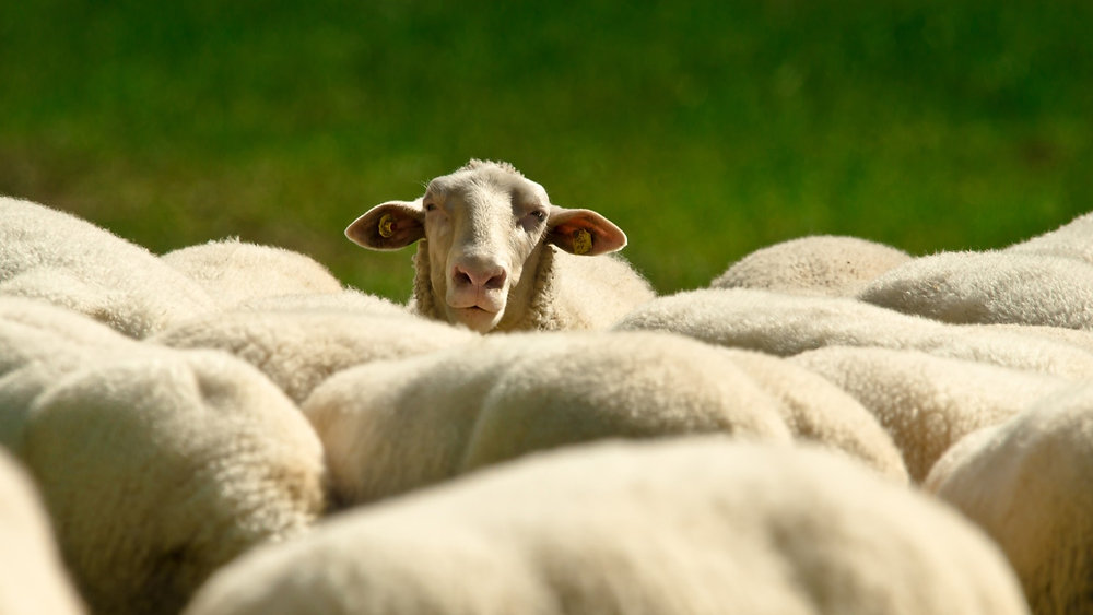 $20 Million Boost for WA Sheep Industry Transition