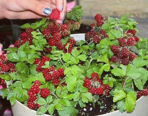 Raspberry Groundcover 'Valentina' | My Site