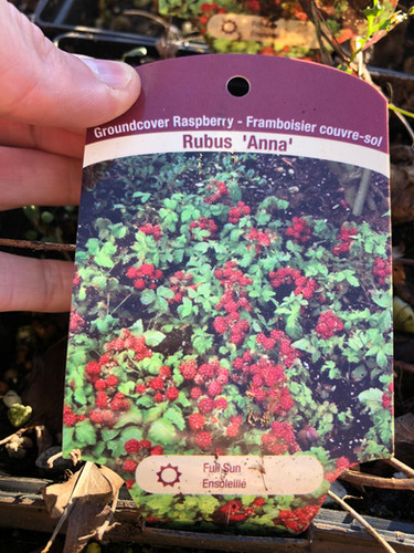 Raspberry Groundcover 'Anna' | My Site