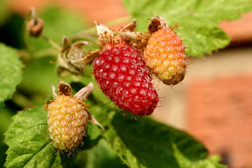Tayberry | Edible Plant Source
