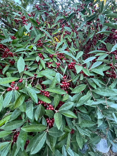 'Ruby' Autumn Olive | My Site